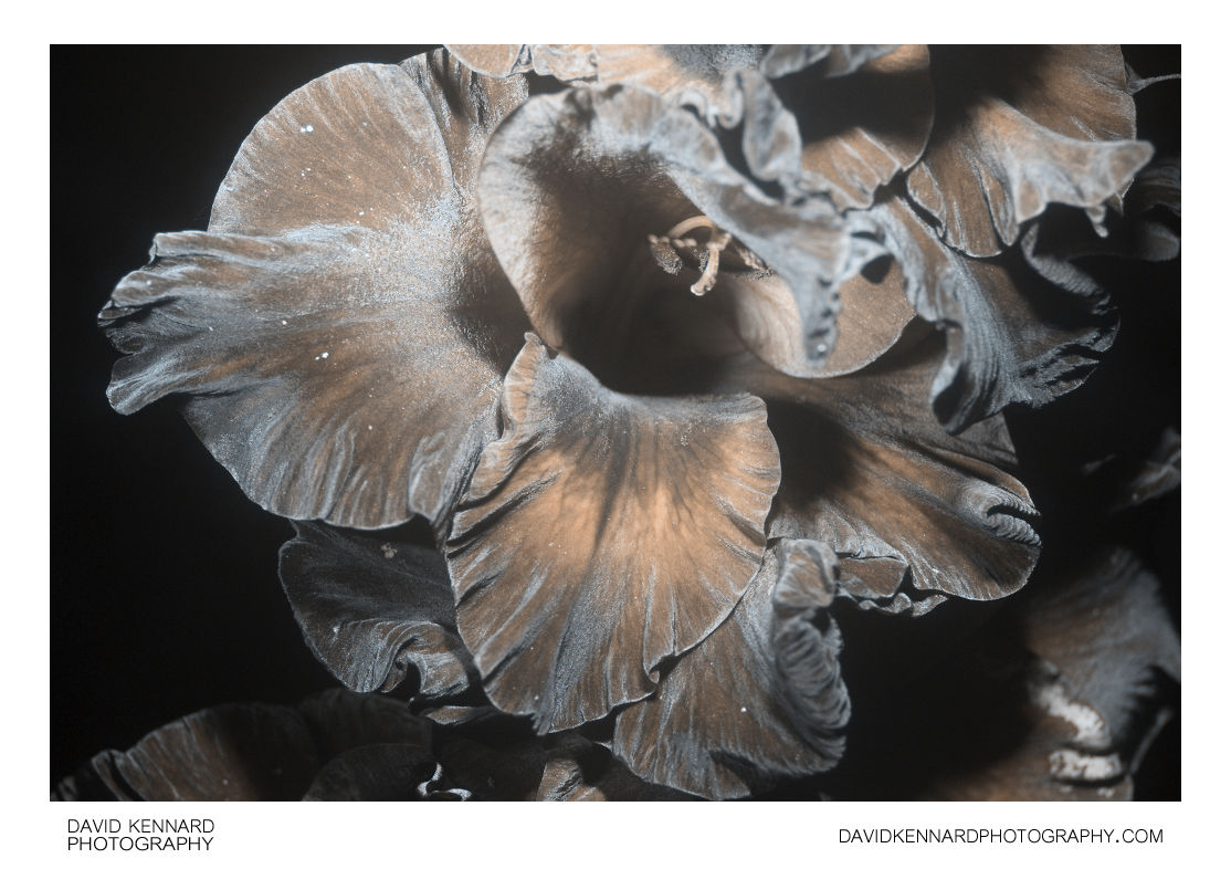 Gladiolus × hortulanus 'Priscilla' flower [UV] · David Kennard Photography